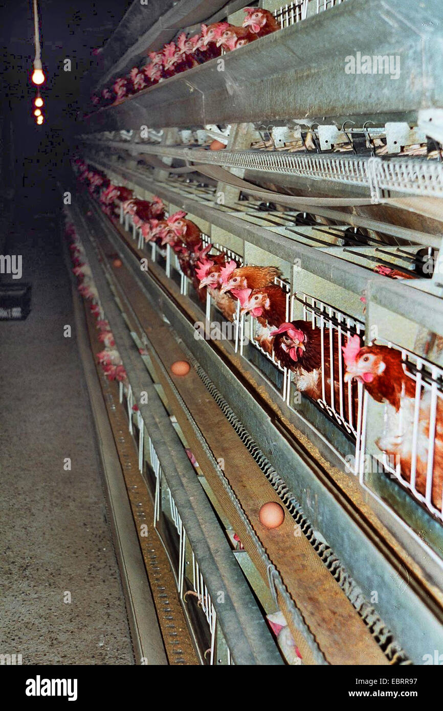 Battery farm chickens hi-res stock photography and images - Alamy