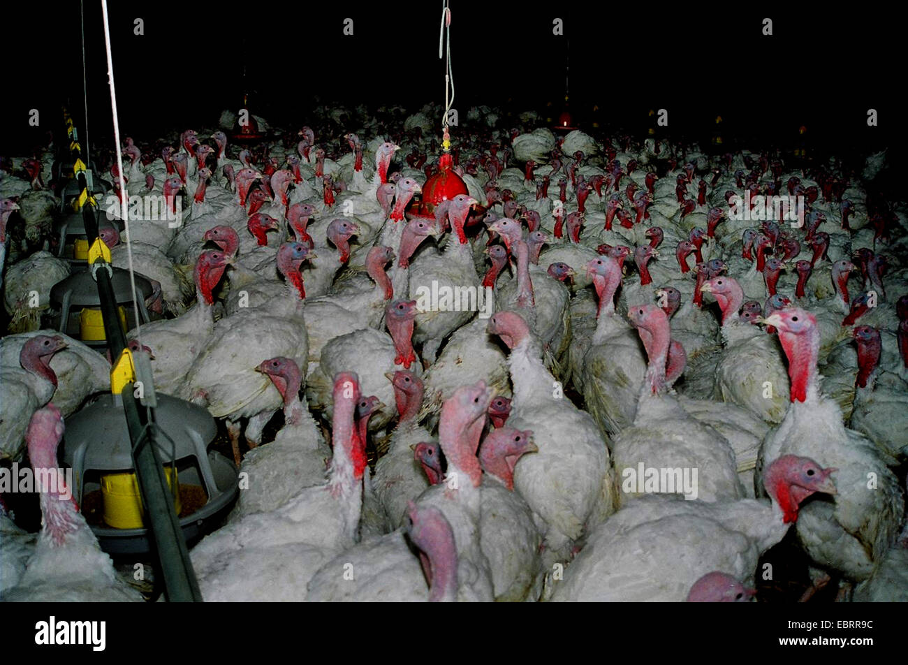 Rabbit fattening hi-res stock photography and images - Alamy