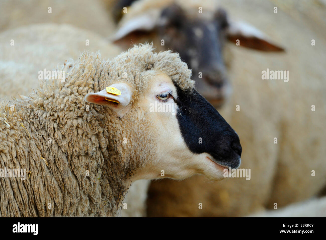 domestic sheep (Ovis ammon f. aries), portrait, side view Stock Photo ...