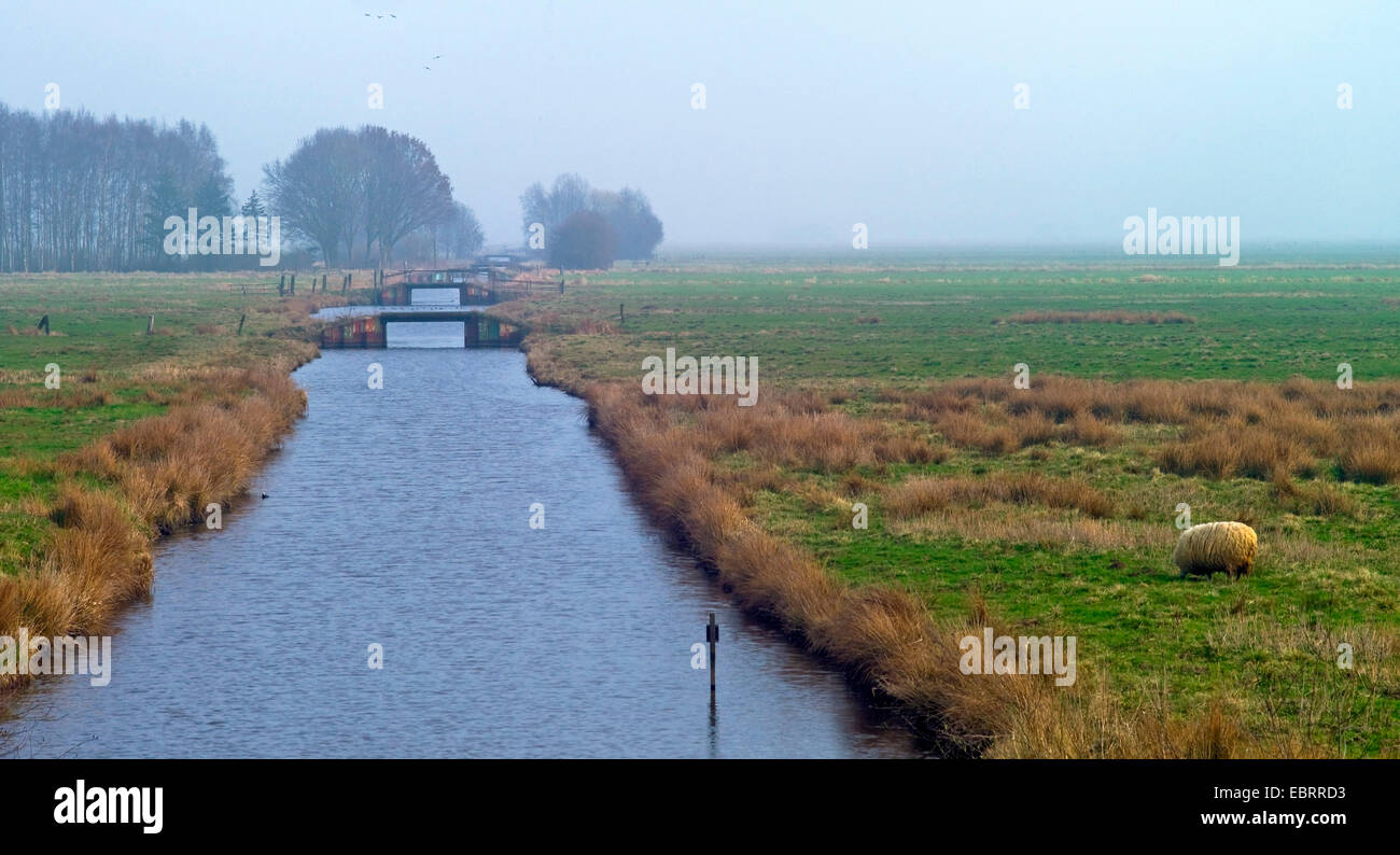 marsh with drainage channel, view to Niederblockland , Germany, Bremen ...