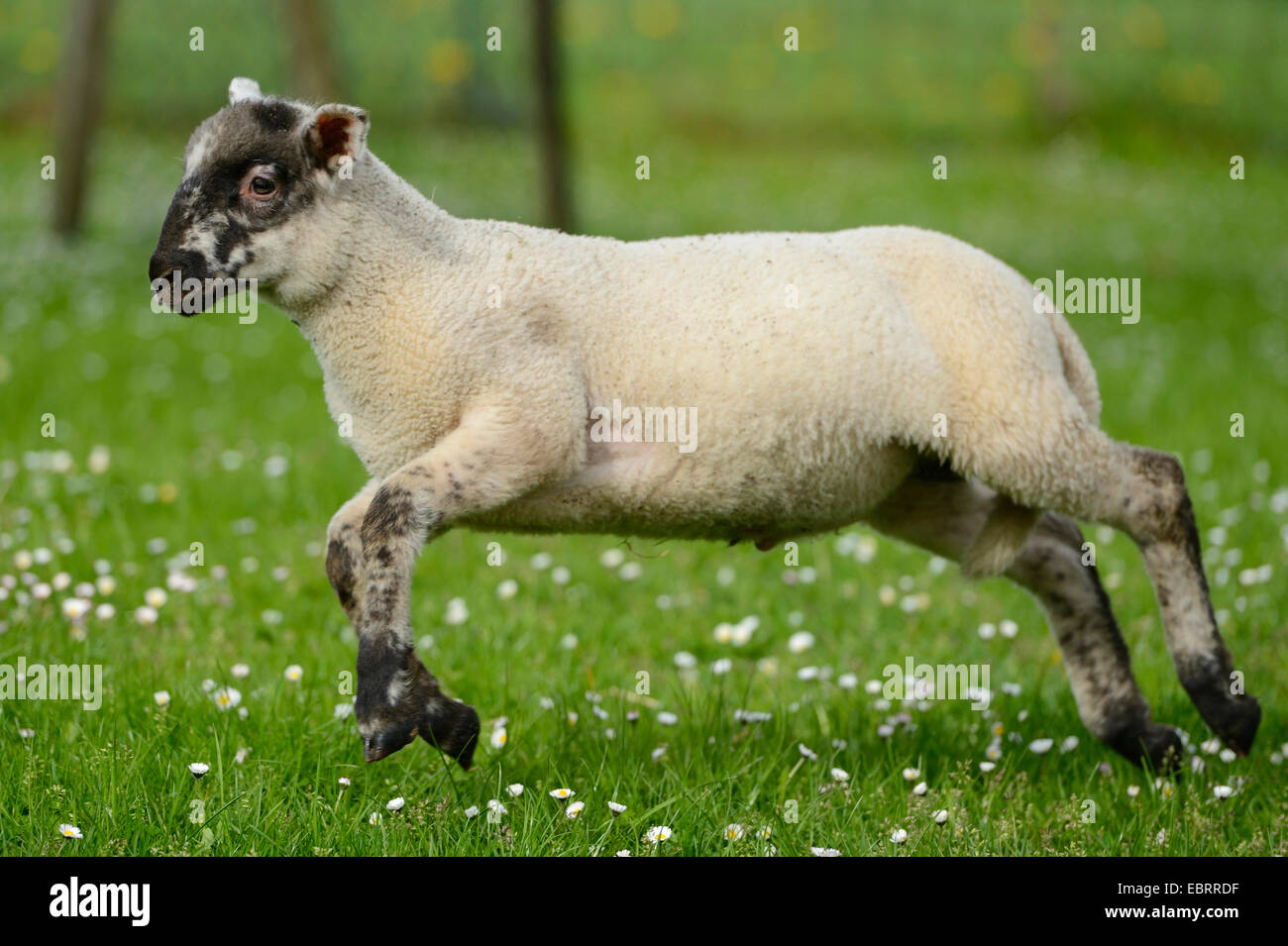 Jumping sheep hi-res stock photography and images - Alamy