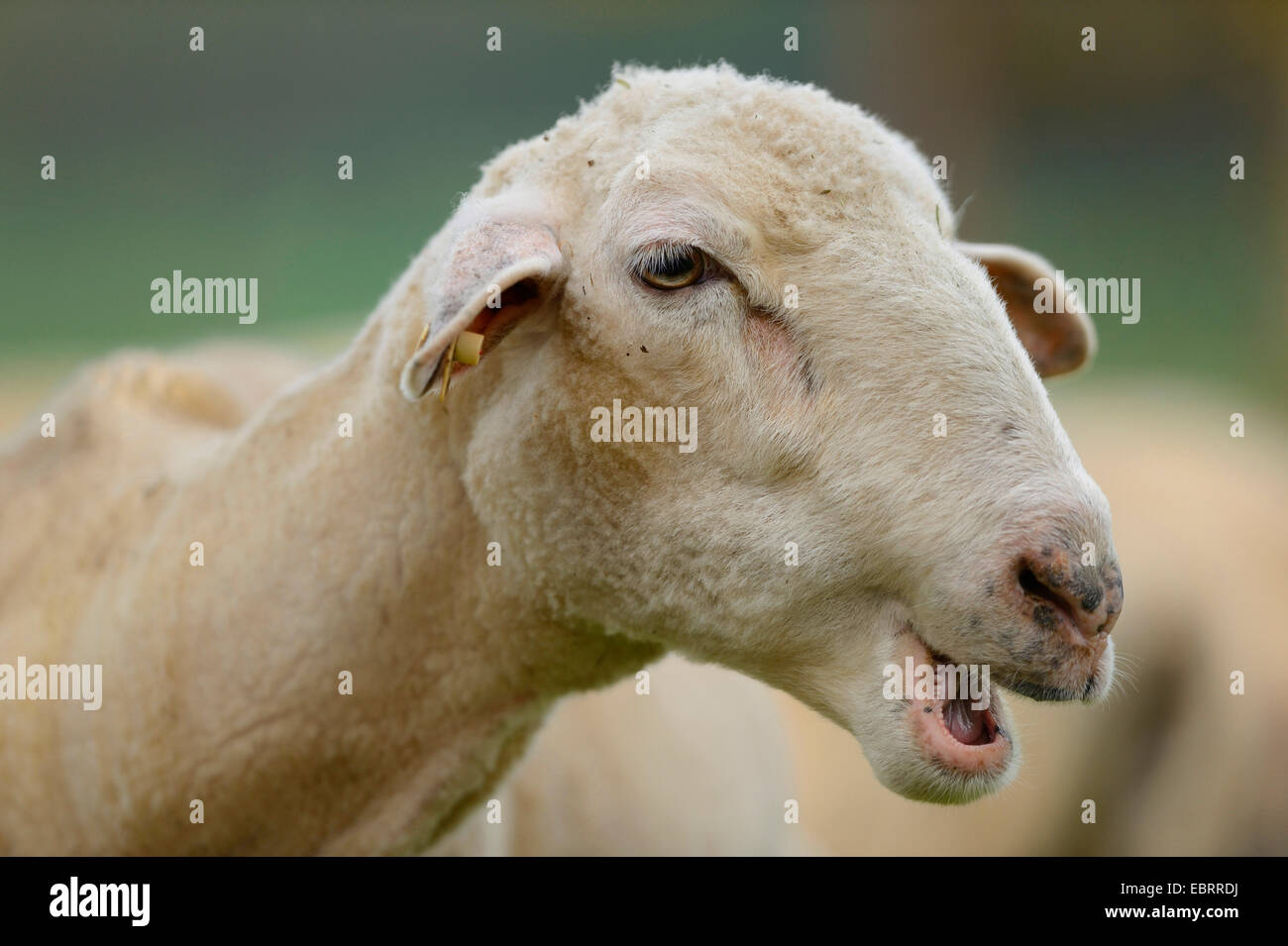 Screaming Sheep