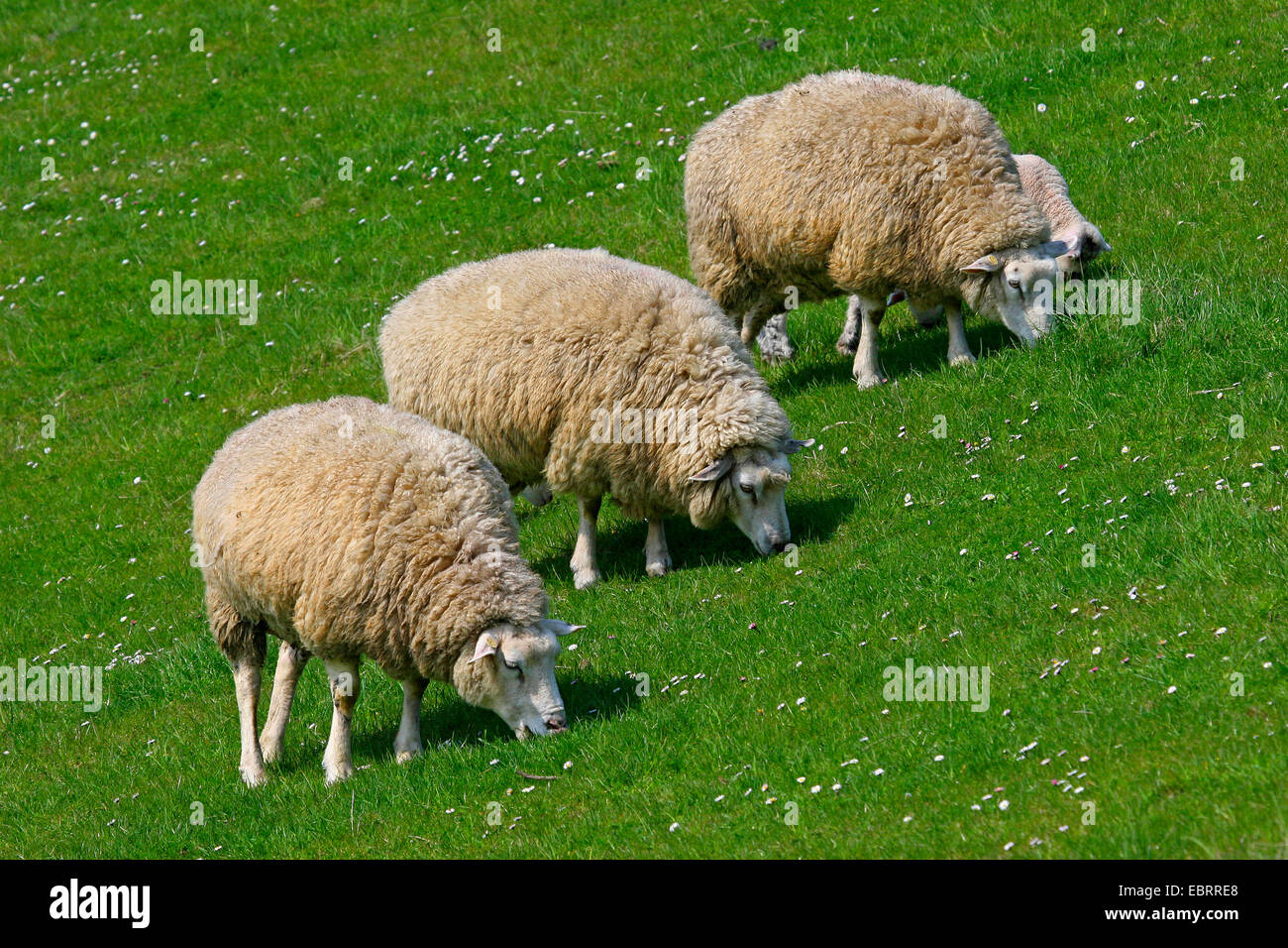 domestic sheep (Ovis ammon f. aries), thre sheep in a pasture, Germany ...