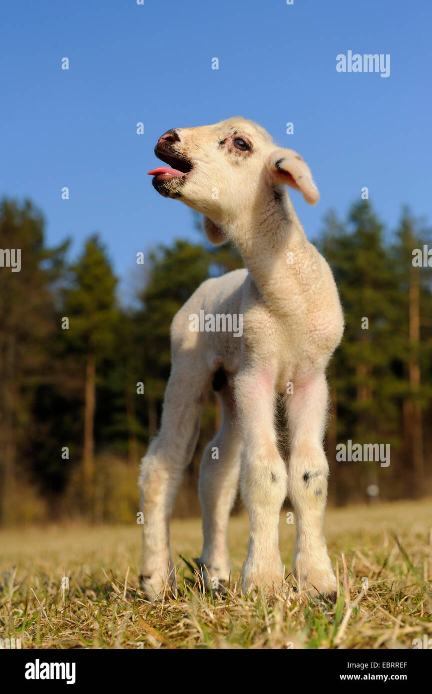Sheep Bleating High Resolution Stock Photography and Images - Alamy