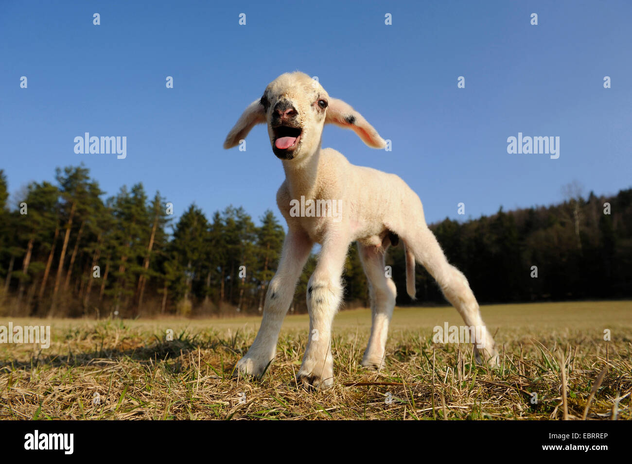 Young lambs bleating in a meadow hi-res stock photography and images ...