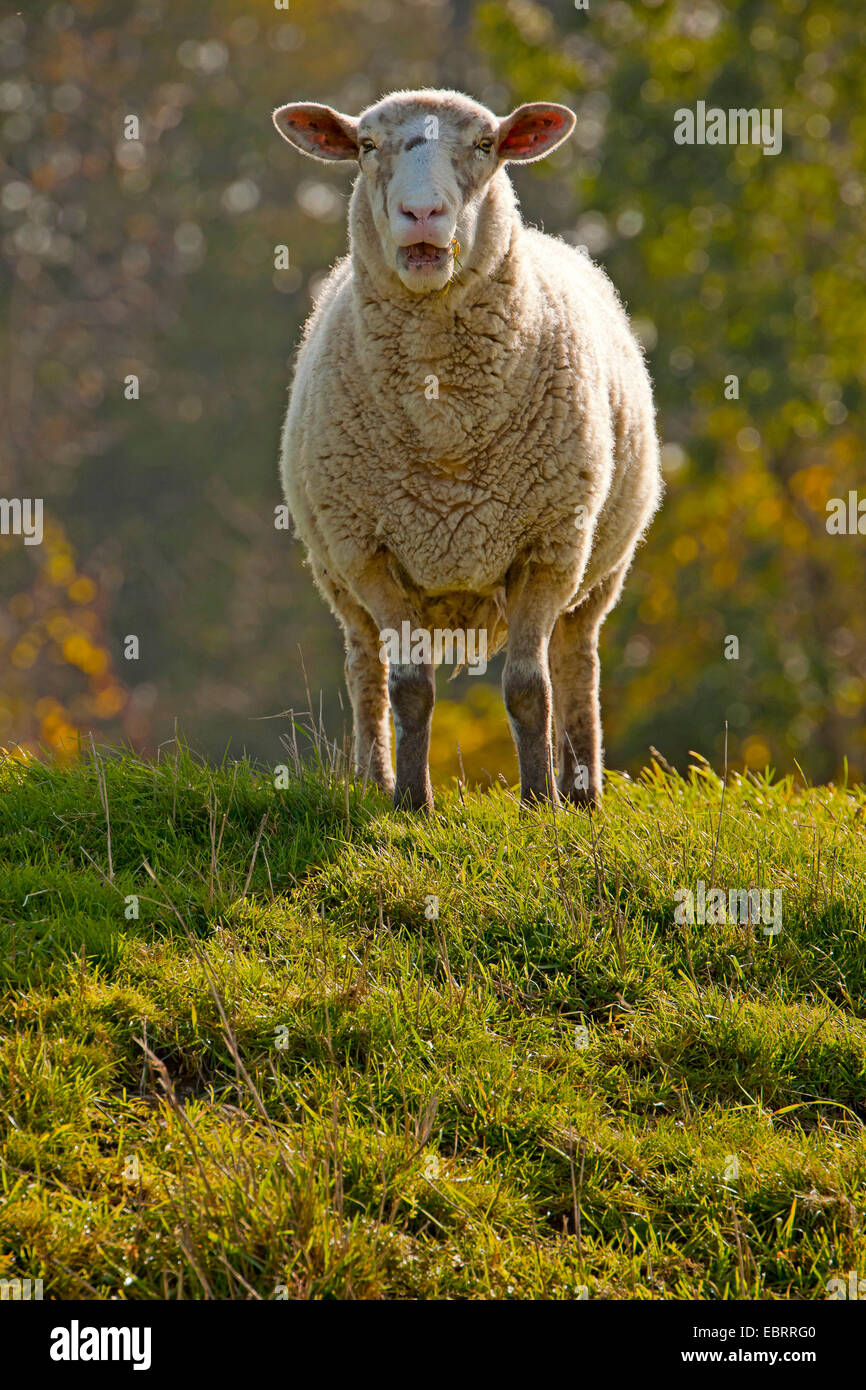 Ruminating animals hi-res stock photography and images - Alamy