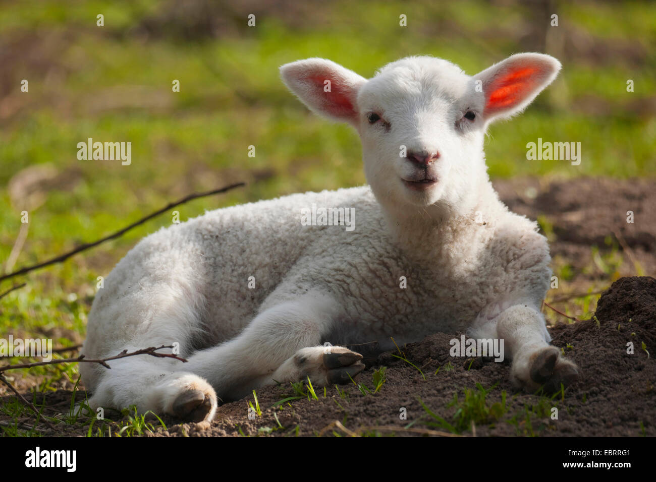 Baby Lamb Wallpaper Aries