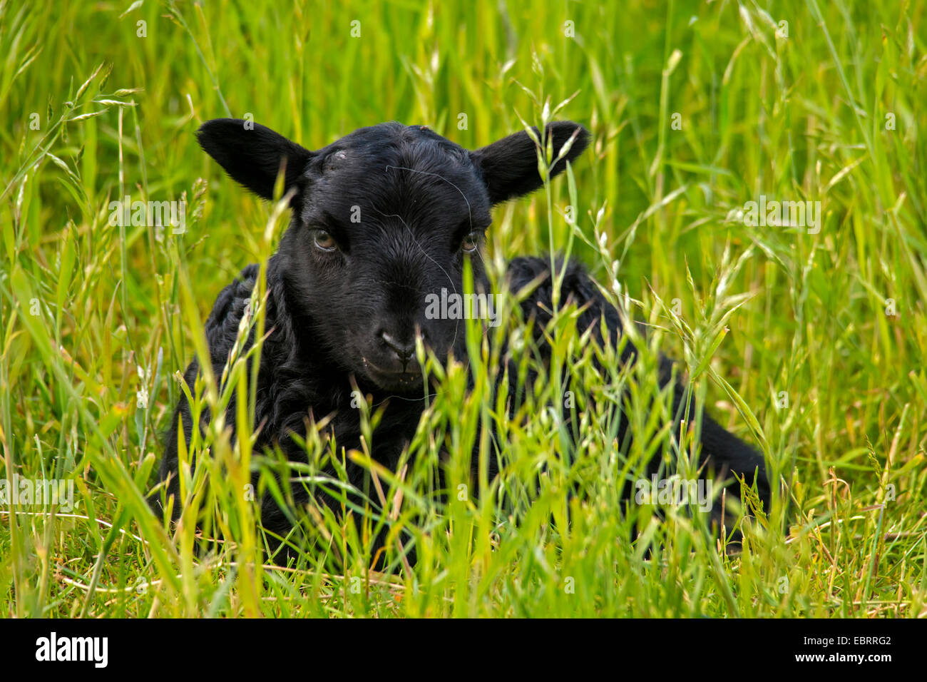 Days of gray hi-res stock photography and images - Alamy