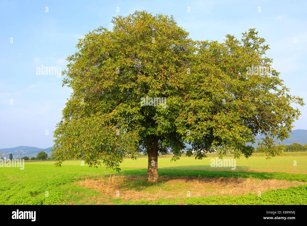 Walnut tree autumn hi-res stock photography and images - Alamy