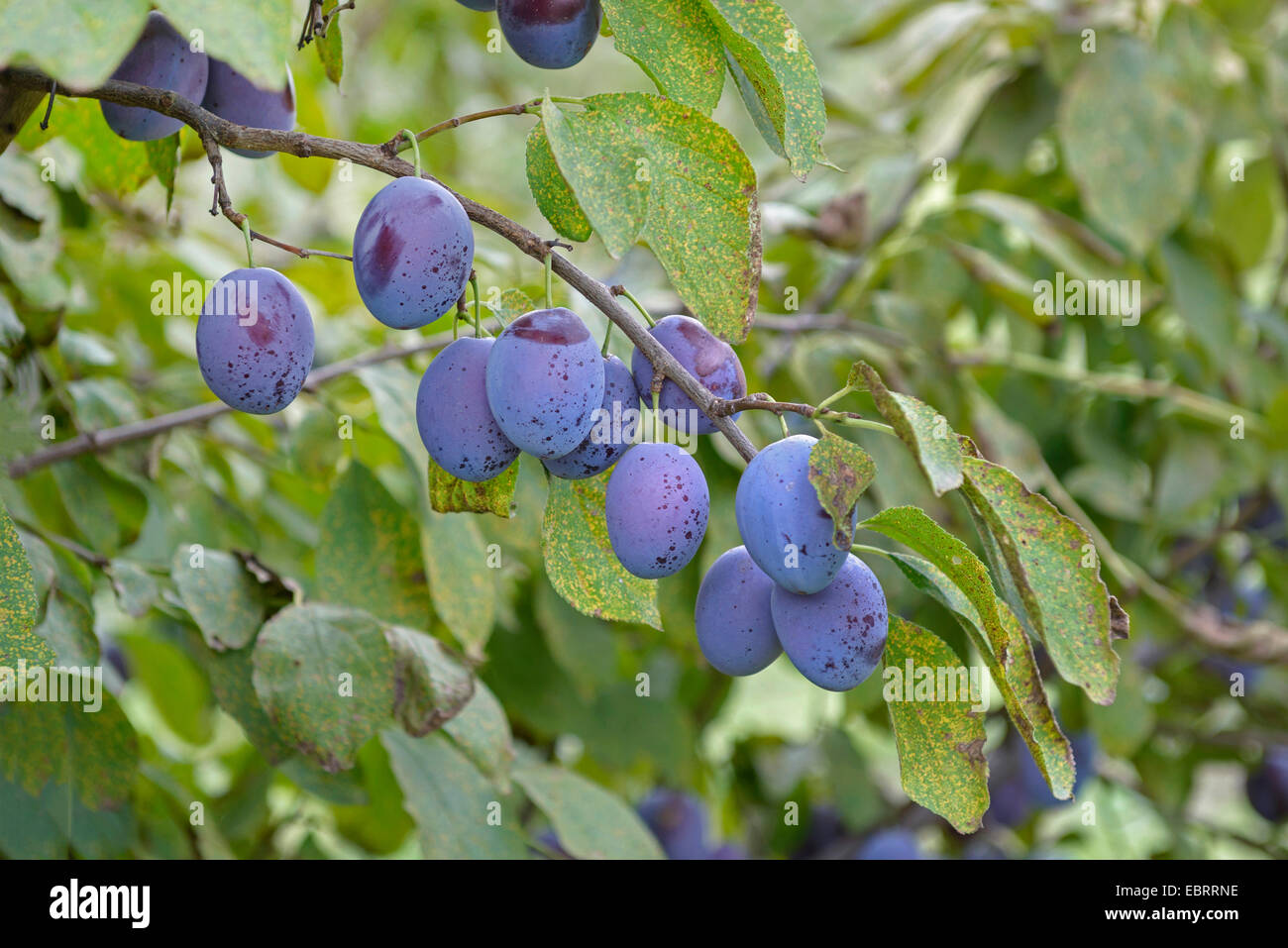 European plum (Prunus domestica 'Hauszwetsche', Prunus domestica ...