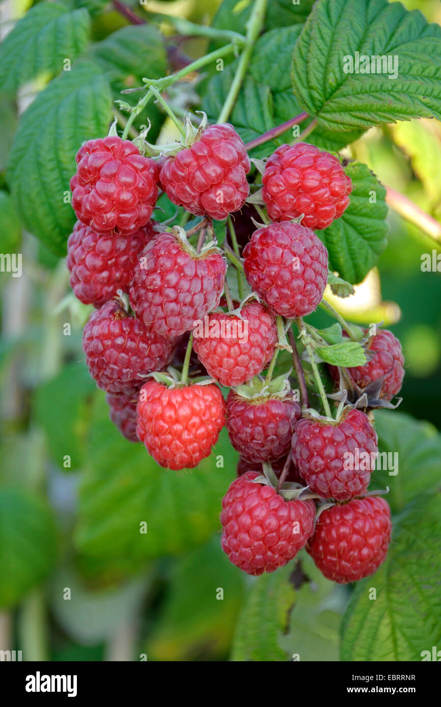 Raspberry varieties High Resolution Stock Photography and Images - Alamy