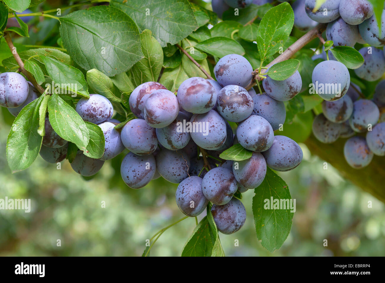 European plum (Prunus domestica 'Wangenheimer Fruehzwetsche', Prunus ...