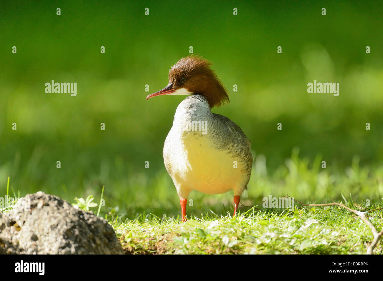 goosander (Mergus merganser), female standing in a meadow, Germany ...