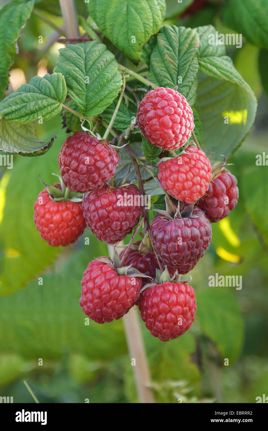 Raspberry varieties High Resolution Stock Photography and Images - Alamy