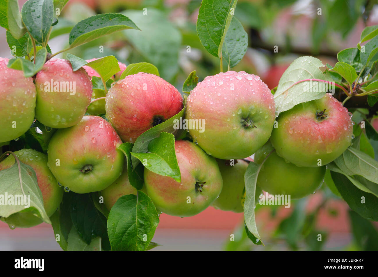 Red gravensteiner hi-res stock photography and images - Alamy
