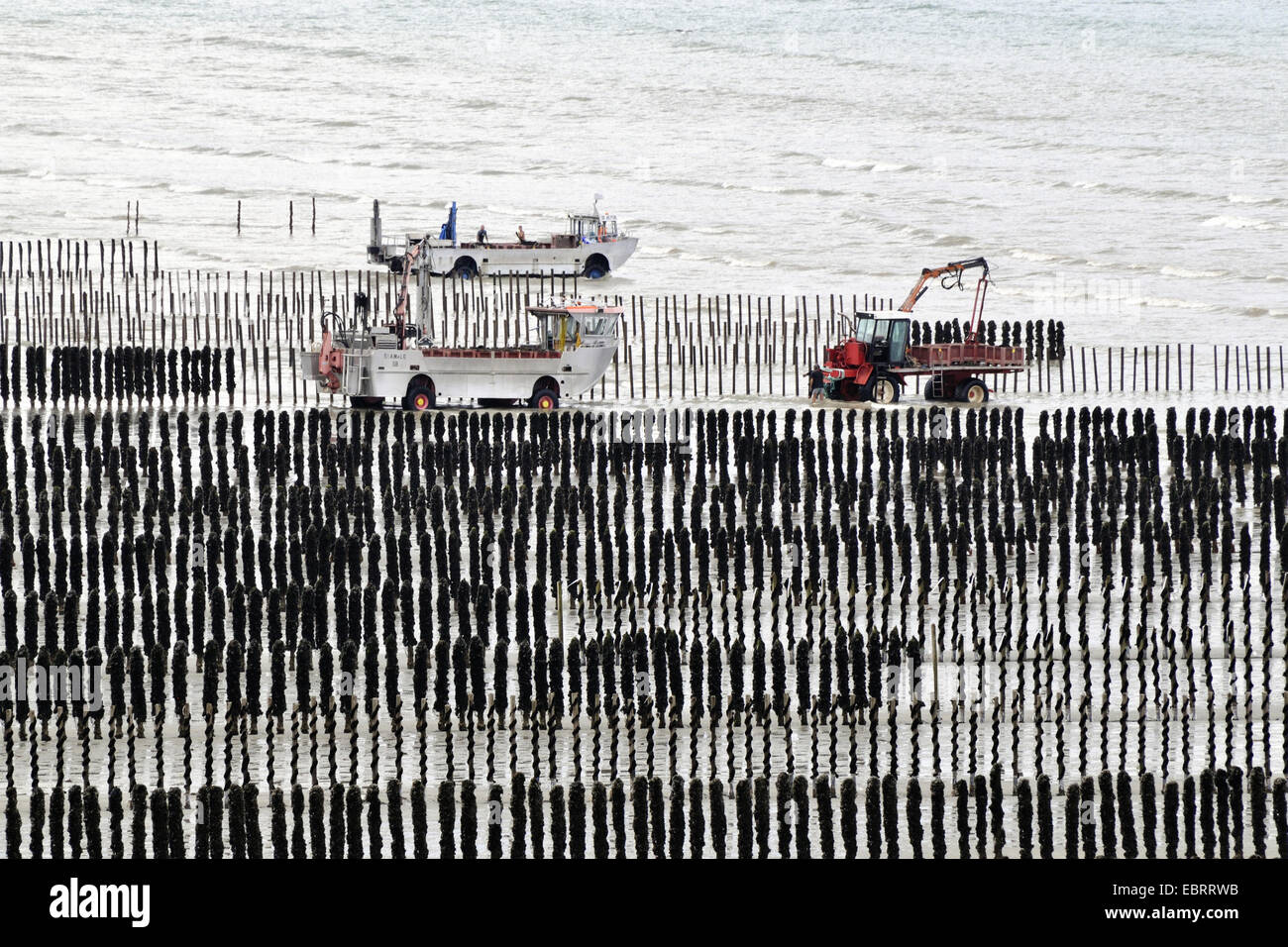 blue mussel, bay mussel, common mussel, common blue mussel (Mytilus ...