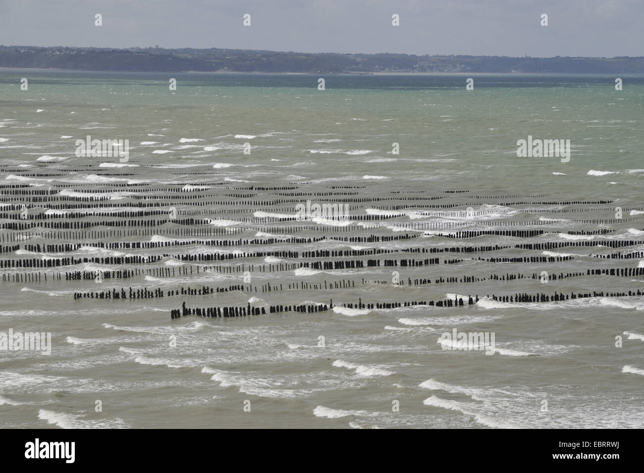 blue mussel, bay mussel, common mussel, common blue mussel (Mytilus ...