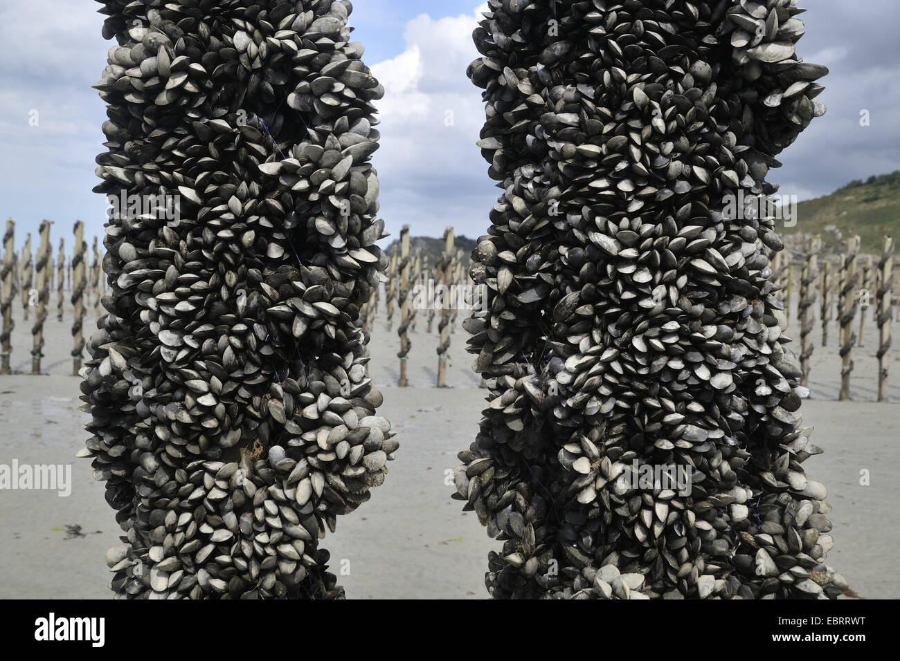 blue mussel, bay mussel, common mussel, common blue mussel (Mytilus ...