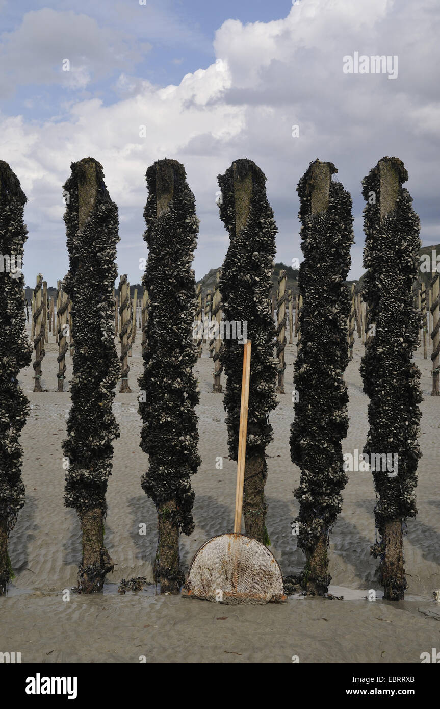 blue mussel, bay mussel, common mussel, common blue mussel (Mytilus ...