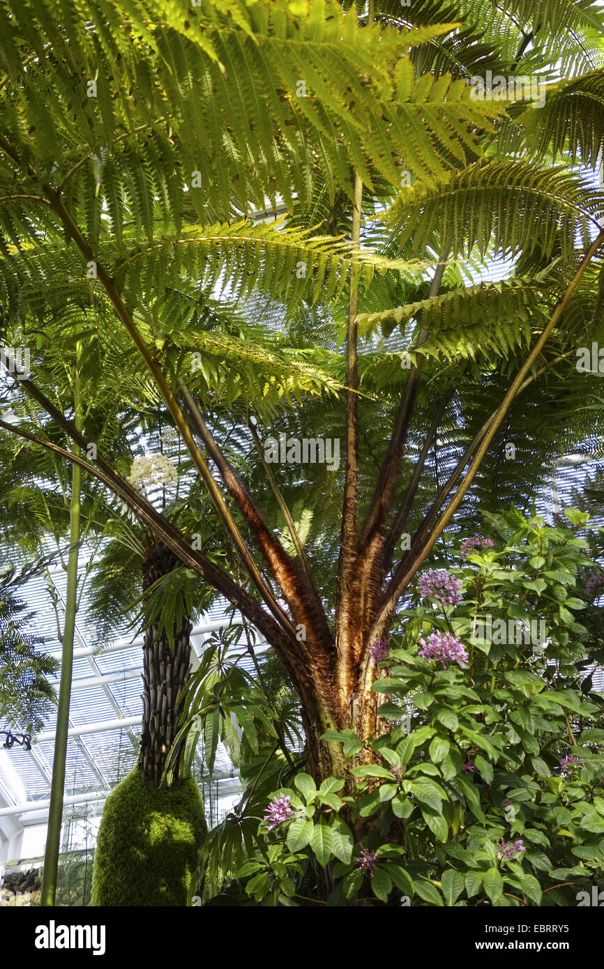 House fern hi-res stock photography and images - Alamy