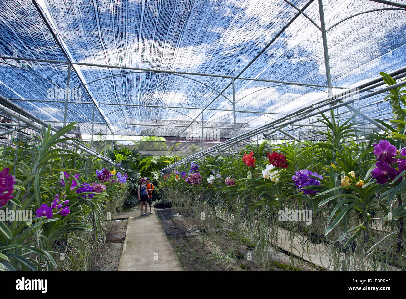 Orchid farms hi-res stock photography and images - Alamy