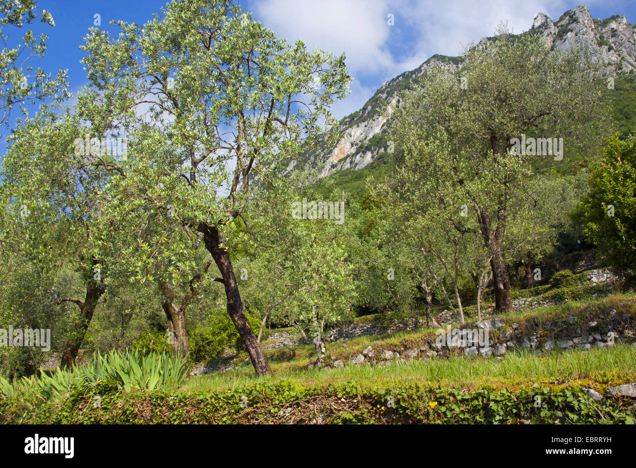 olive tree (Olea europaea ssp. sativa), olive grove at Lake Garda ...