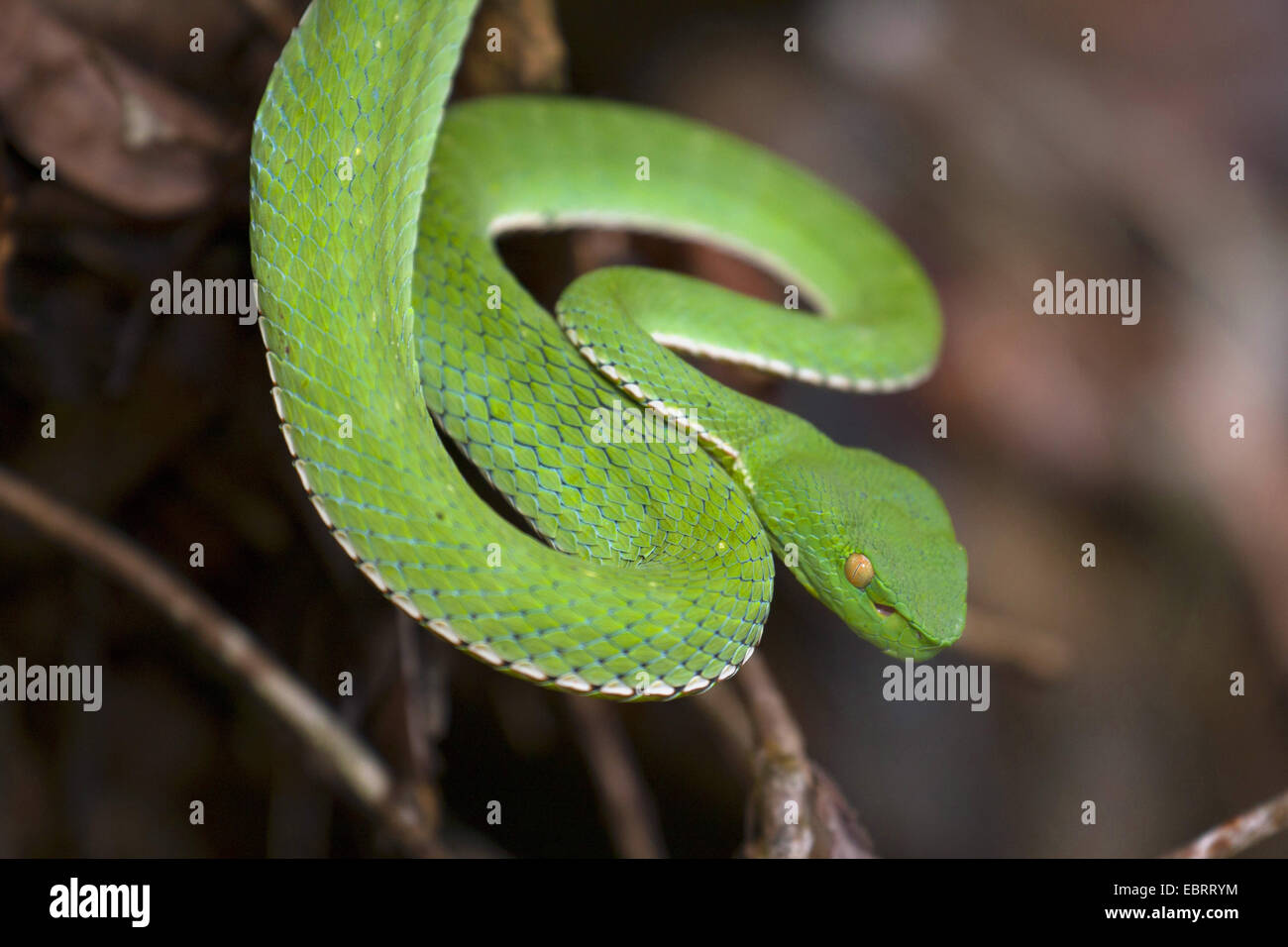 VogelÆs Pit Viper, Vogel's Green Pitviper (Trimeresurus vogeli ...