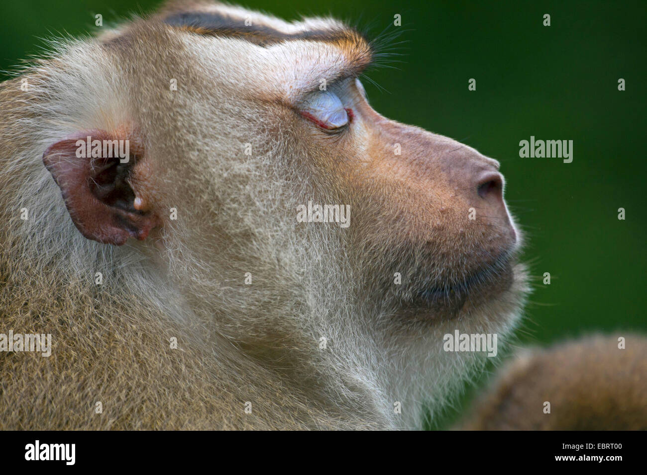 Northern pig-tailed macaque (Macaca leonina), with eyes closed ...