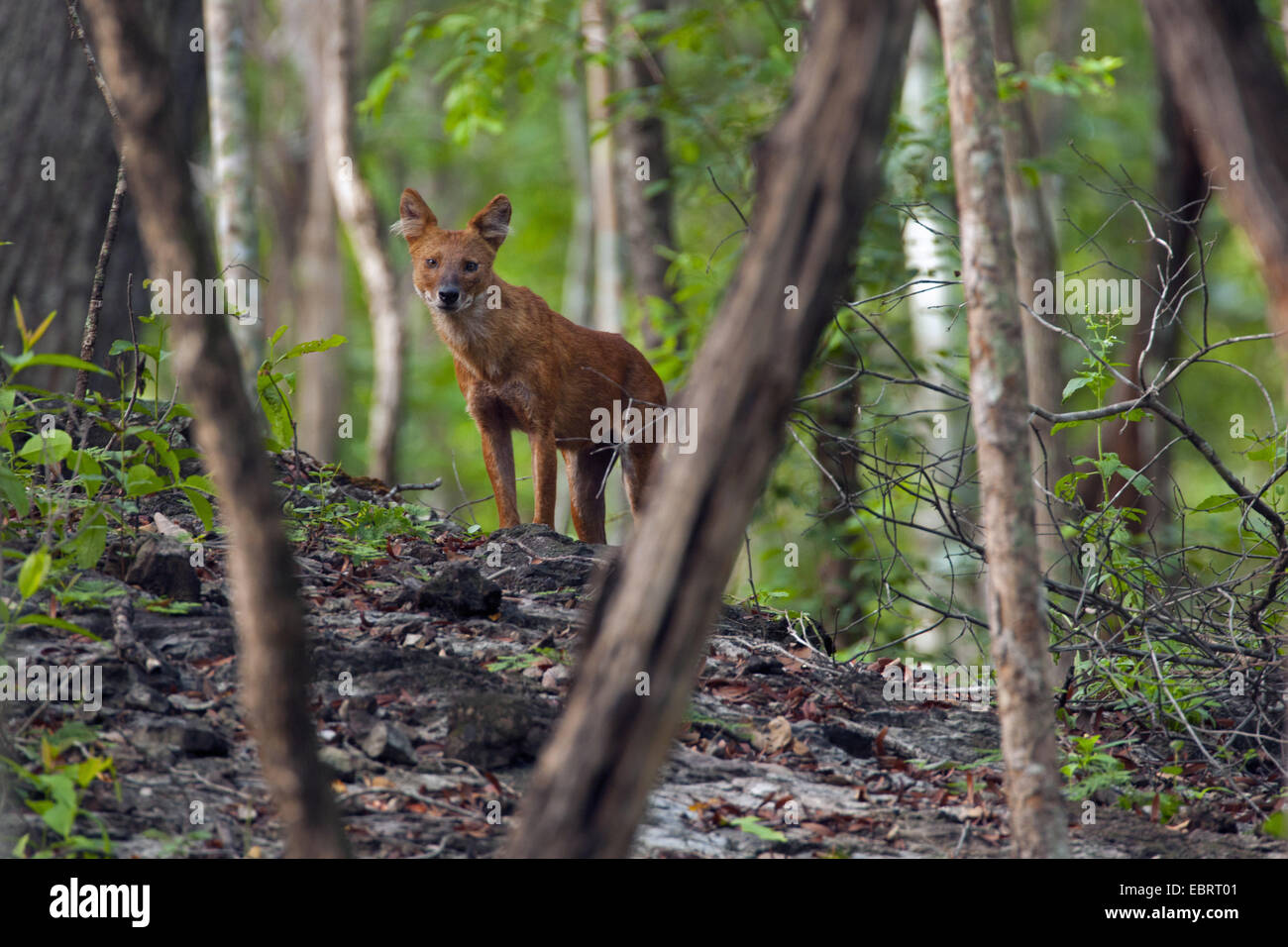 Dhole, Red dog, Asiatic wild dog (Cuon alpinus), in forest, Thailand ...