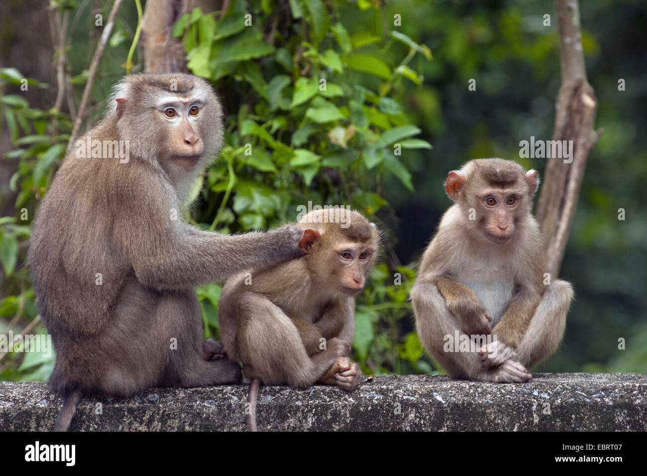 Northern pig-tailed macaque (Macaca leonina), adult macaque with two ...