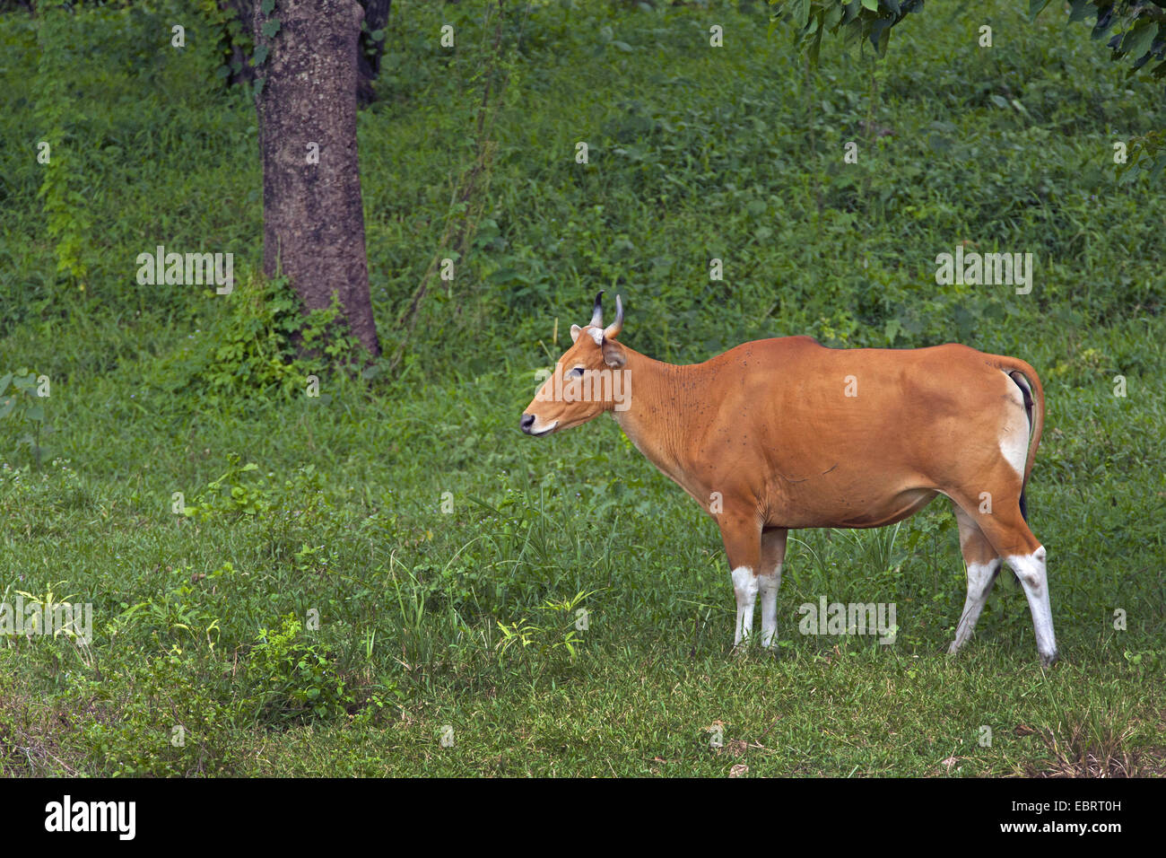 Banteng (Bos javanicus), female, Thailand, Huai Kha Khaeng Wildlife ...