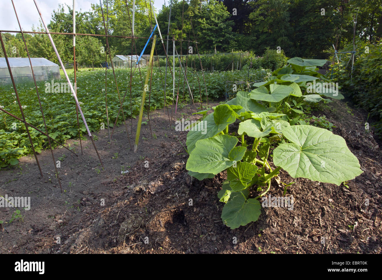 Cucurbita pepo pumpkin hi-res stock photography and images - Alamy