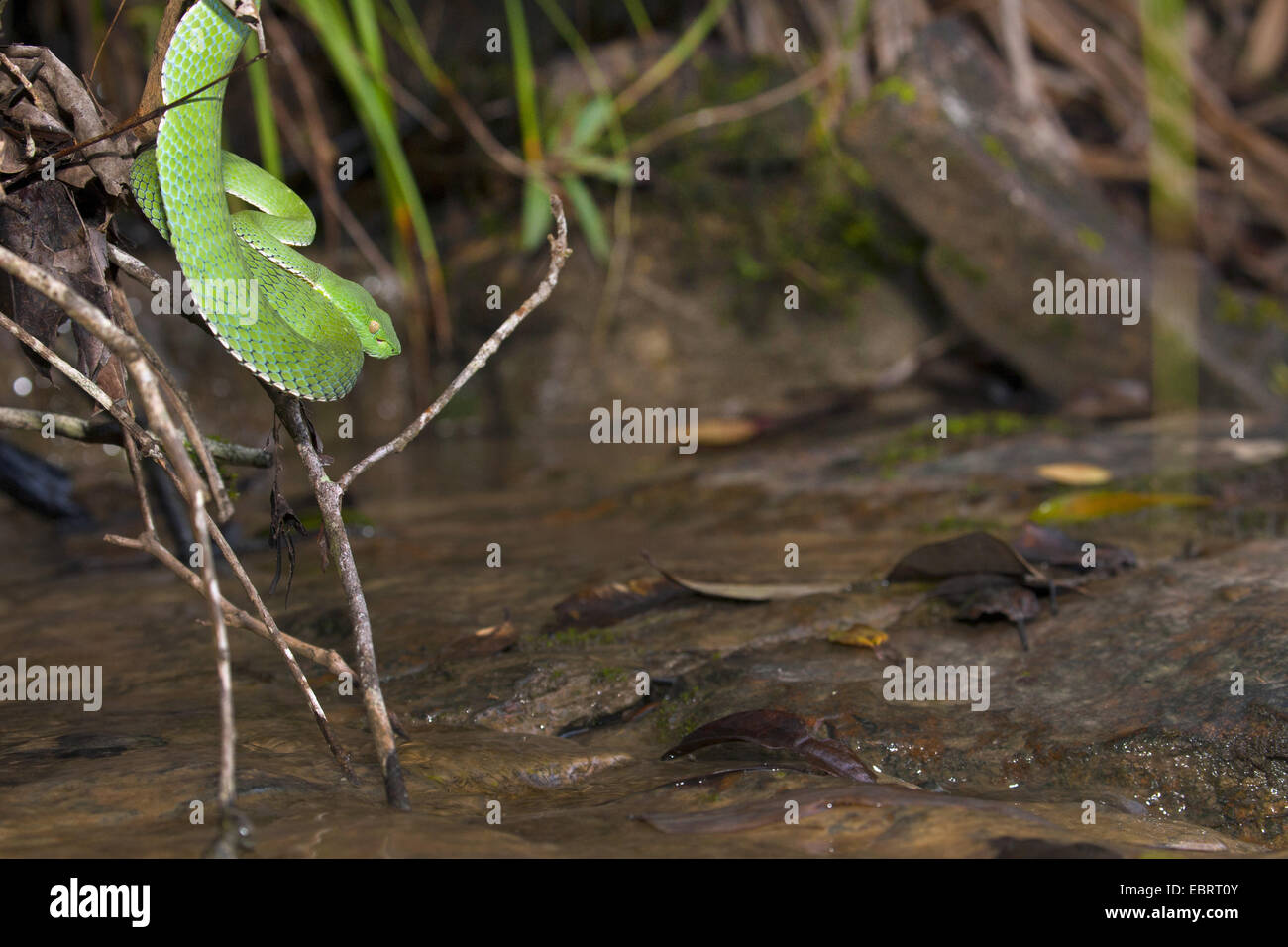 VogelÆs Pit Viper, Vogel's Green Pitviper (Trimeresurus vogeli ...
