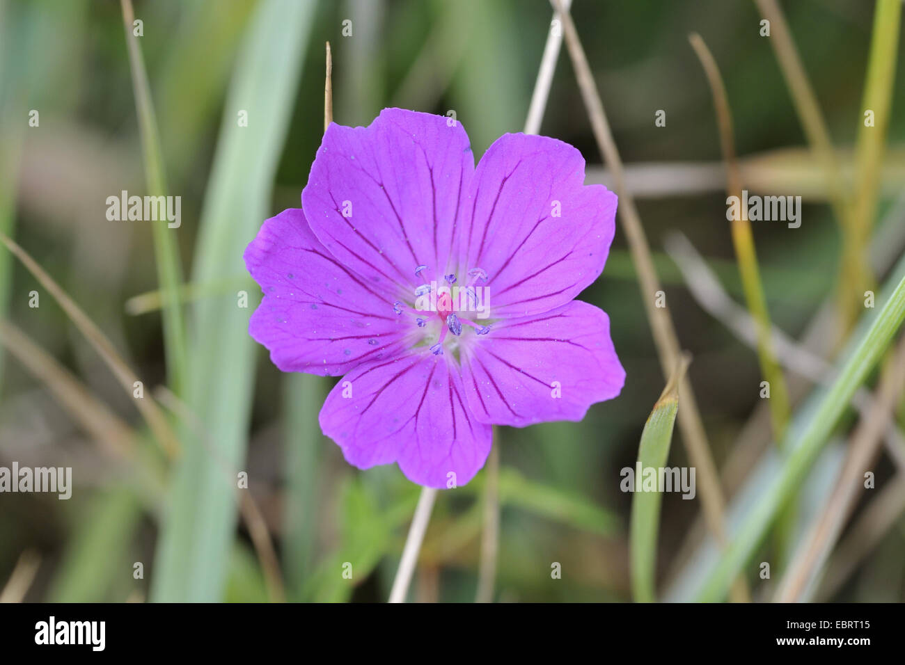 bloody cranesbill, blood-red cranesbill (Geranium sanguineum), flower ...