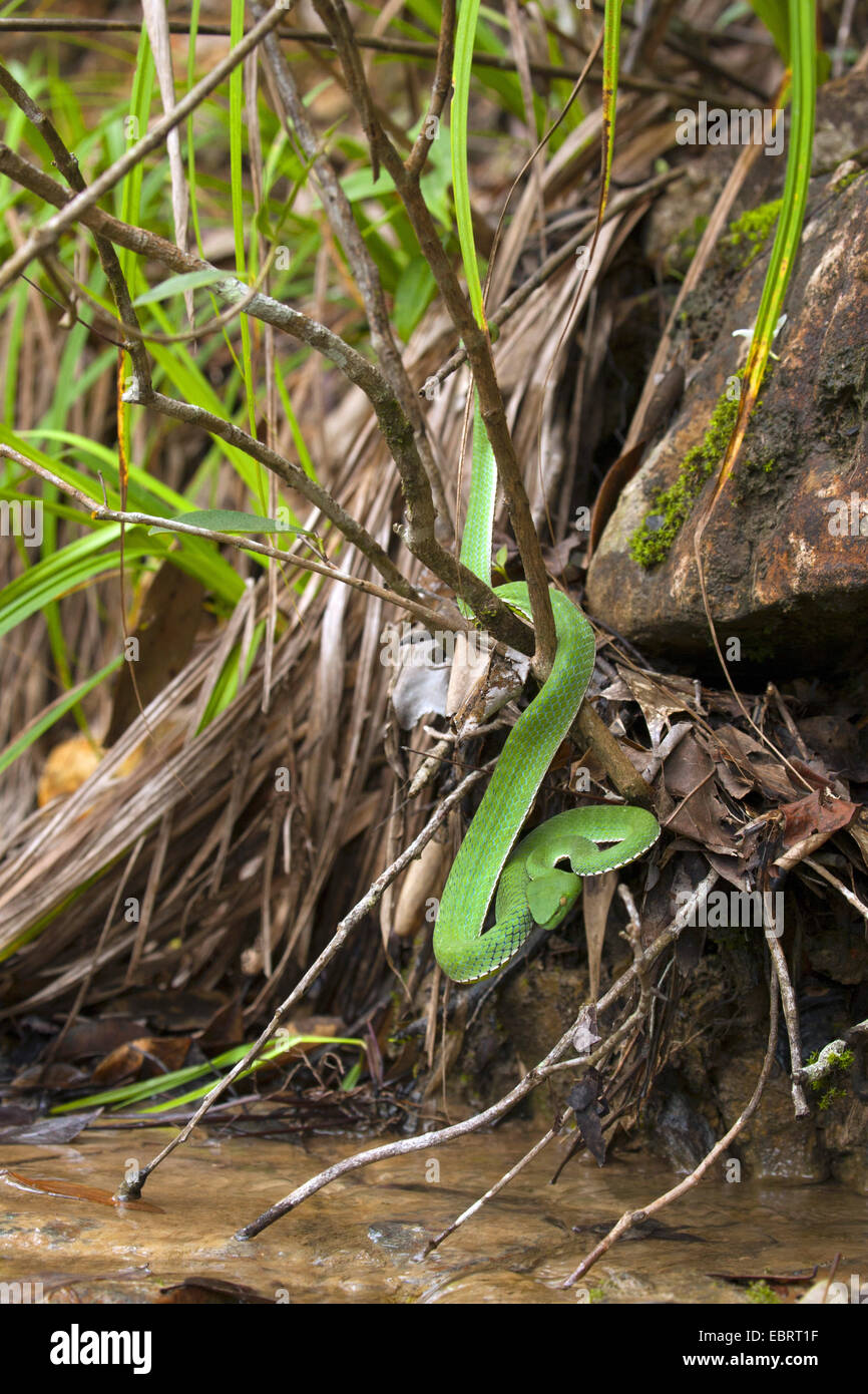 VogelÆs Pit Viper, Vogel's Green Pitviper (Trimeresurus vogeli ...
