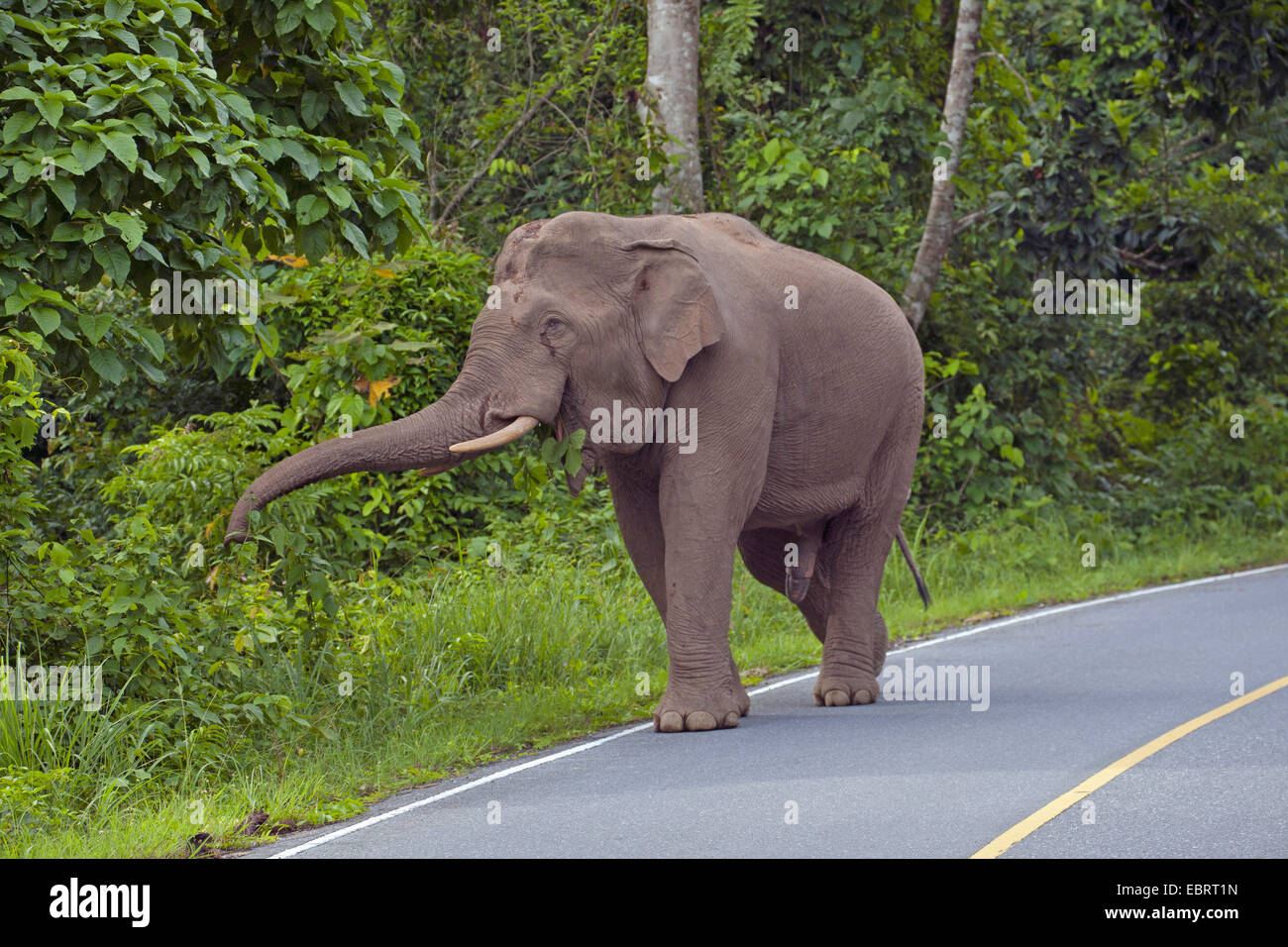 Asiatic elephant, Asian elephant (Elephas maximus), male at a roadside ...