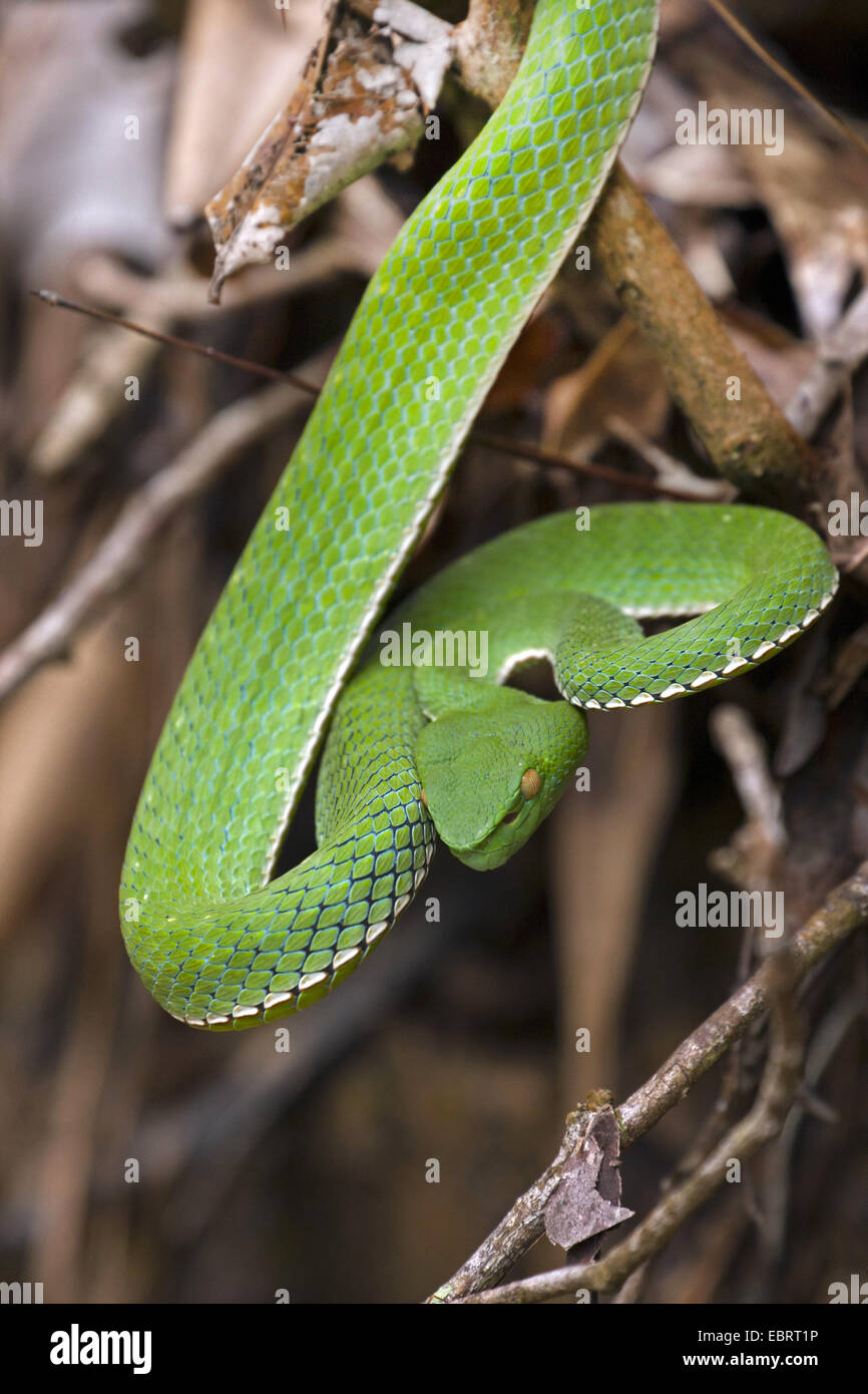 Venomous snakes of southeast asia High Resolution Stock Photography and ...
