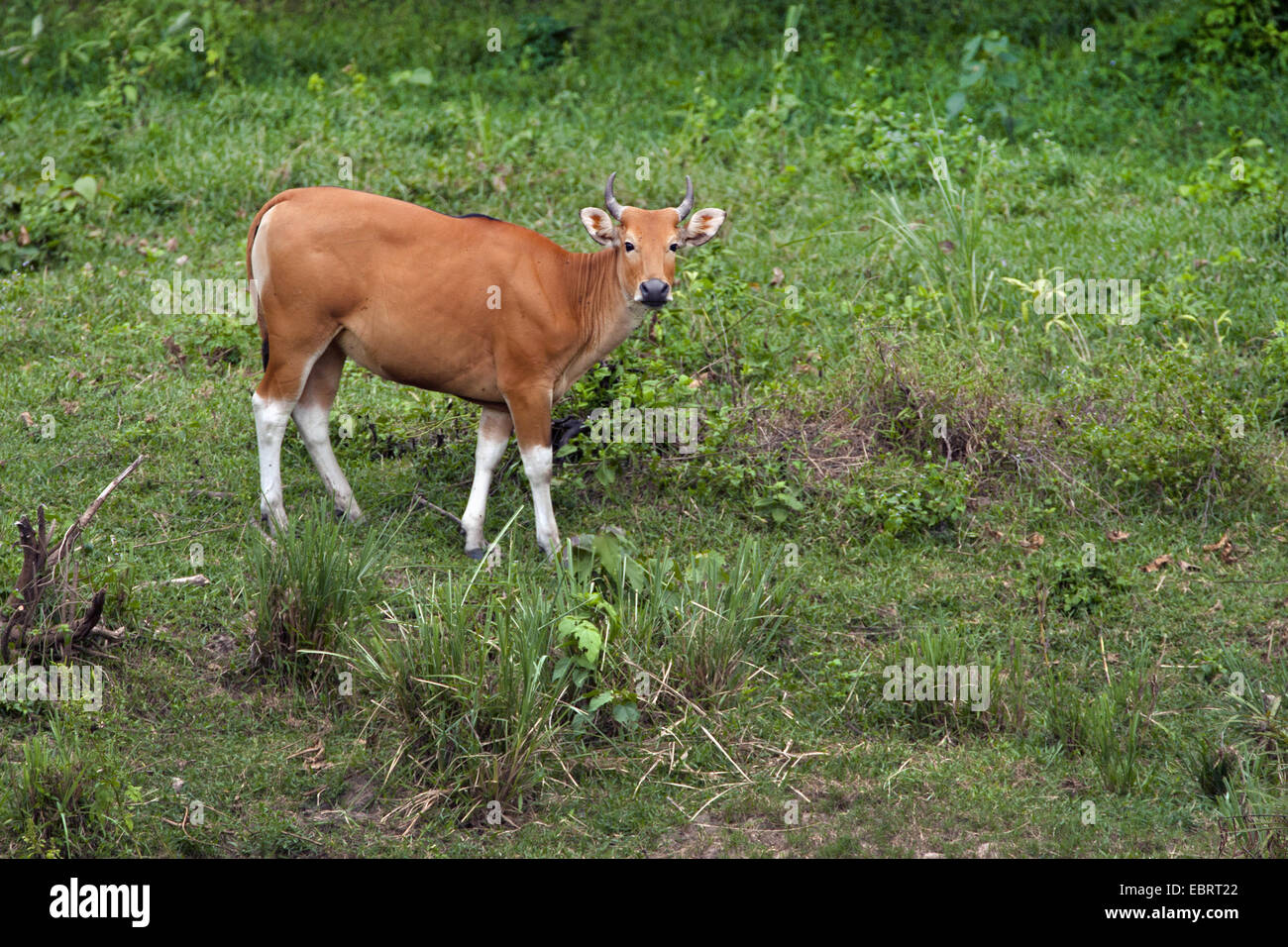 Banteng (Bos javanicus), female, Thailand, Huai Kha Khaeng Wildlife ...