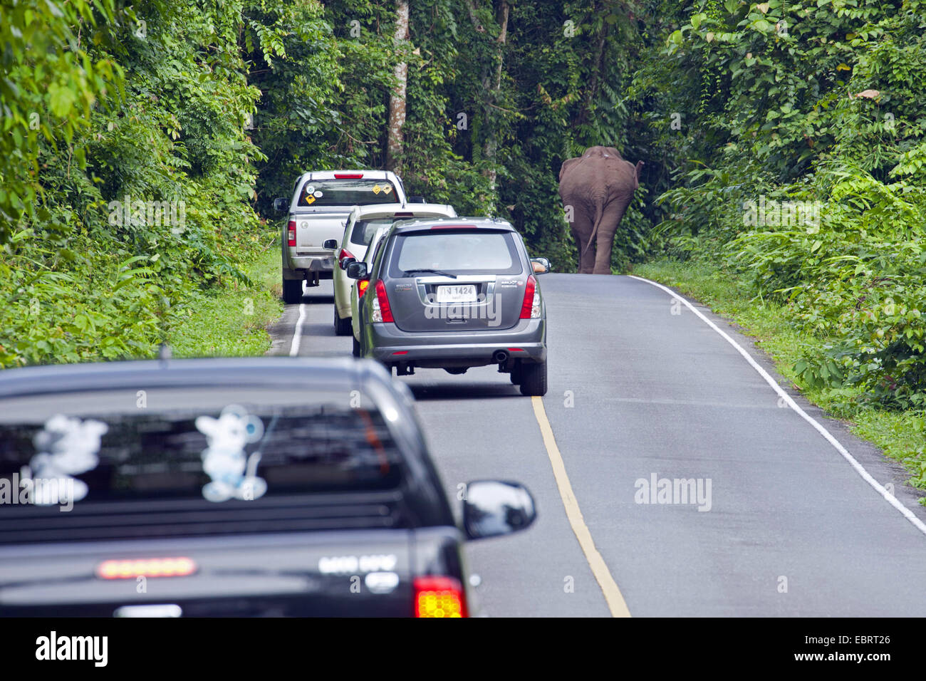 Bull elephant on road hi-res stock photography and images - Alamy