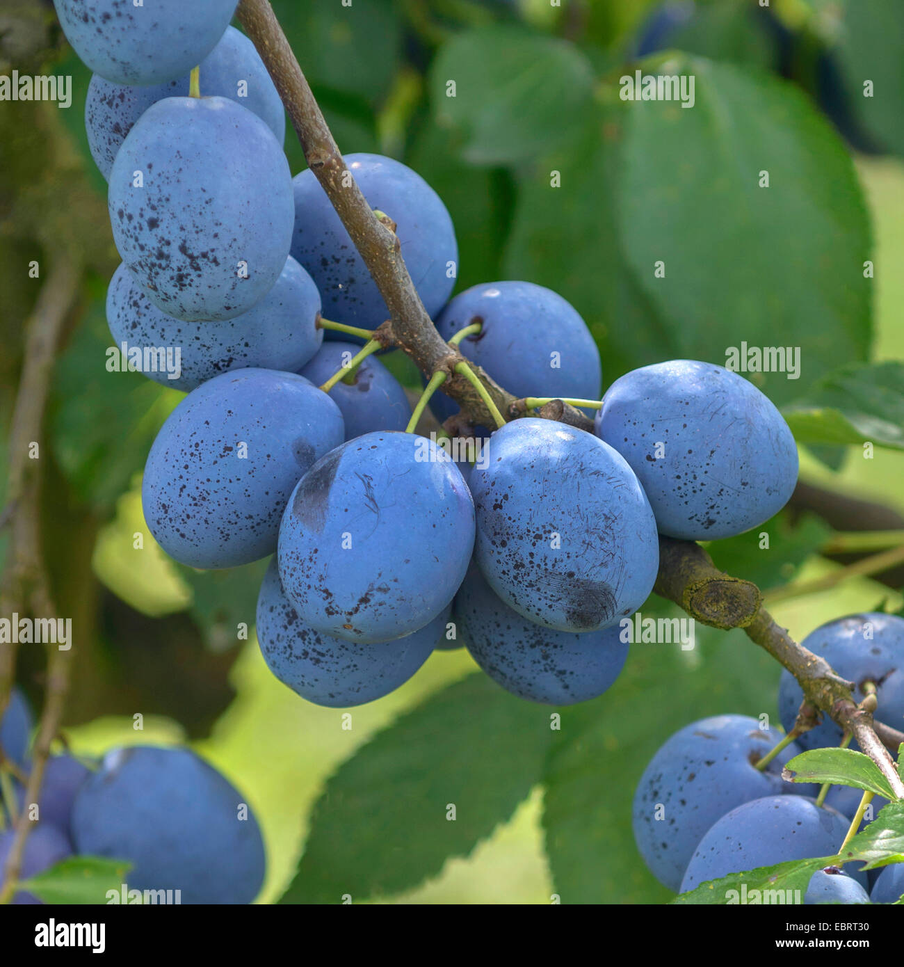 European plum (Prunus domestica 'Hanita', Prunus domestica Hanita ...