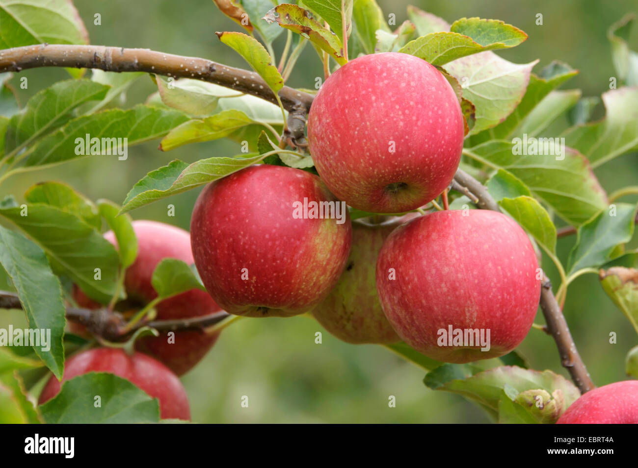 apple tree (Malus domestica 'Cripps Red', Malus domestica Cripps Red ...