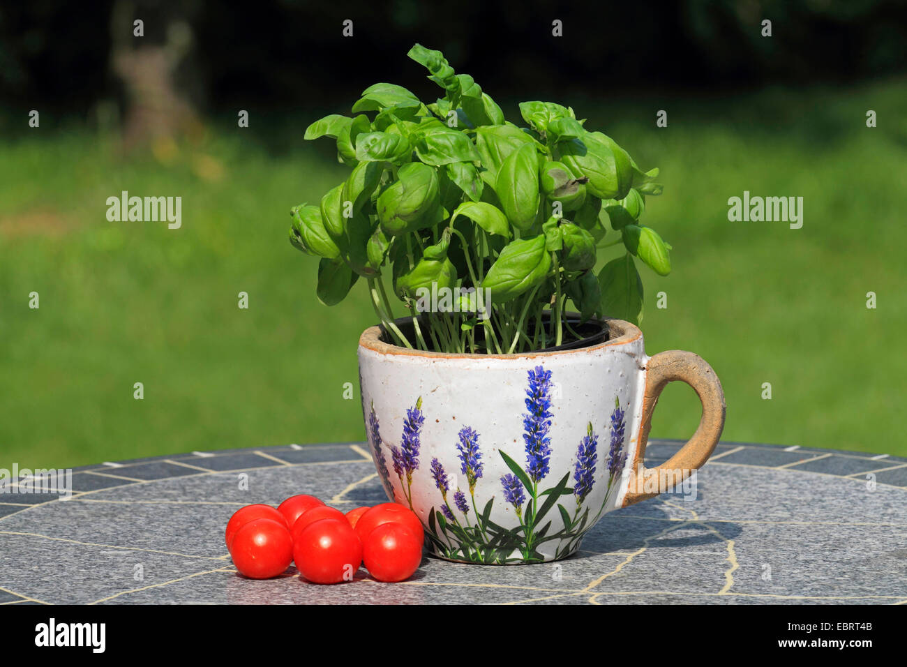 sweet basil (Ocimum basilicum), sweet basil as potherb in a cup and ...