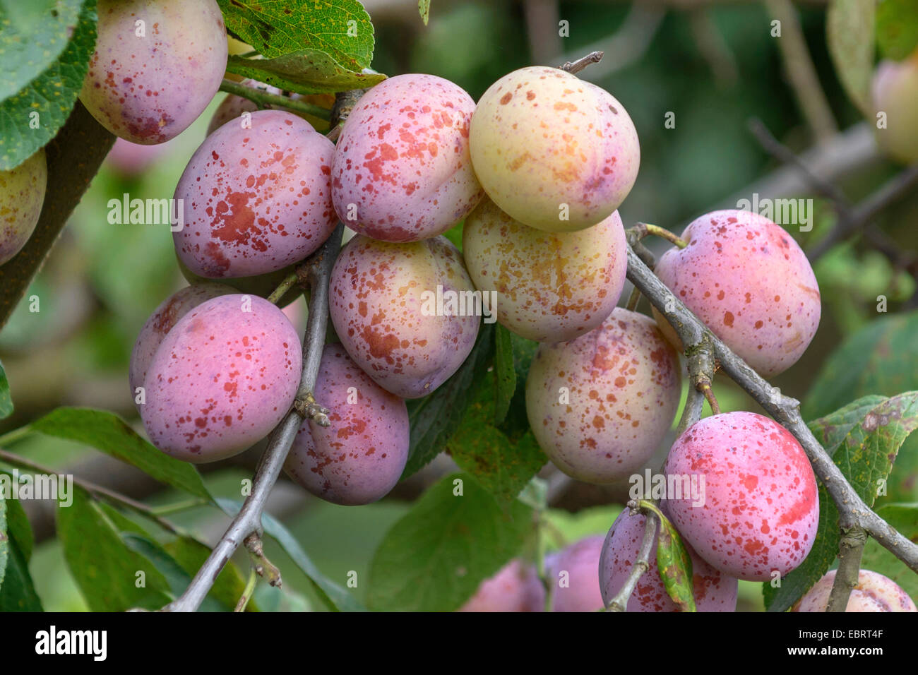 European plum (Prunus domestica 'Koenigin Viktoria', Prunus domestica ...