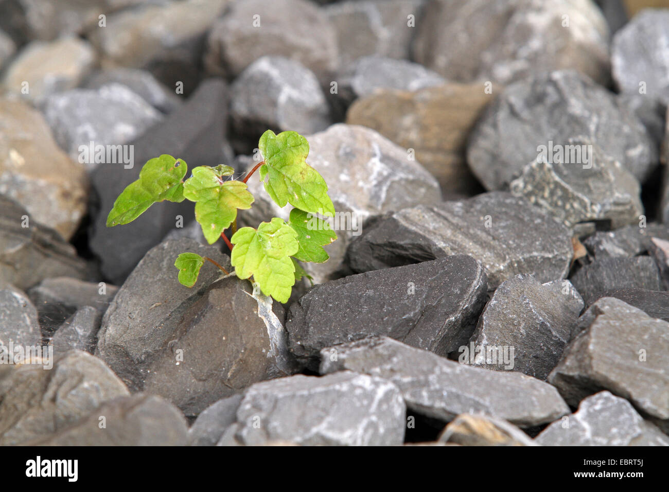 Acer maple tree seedling gravel hi-res stock photography and images - Alamy