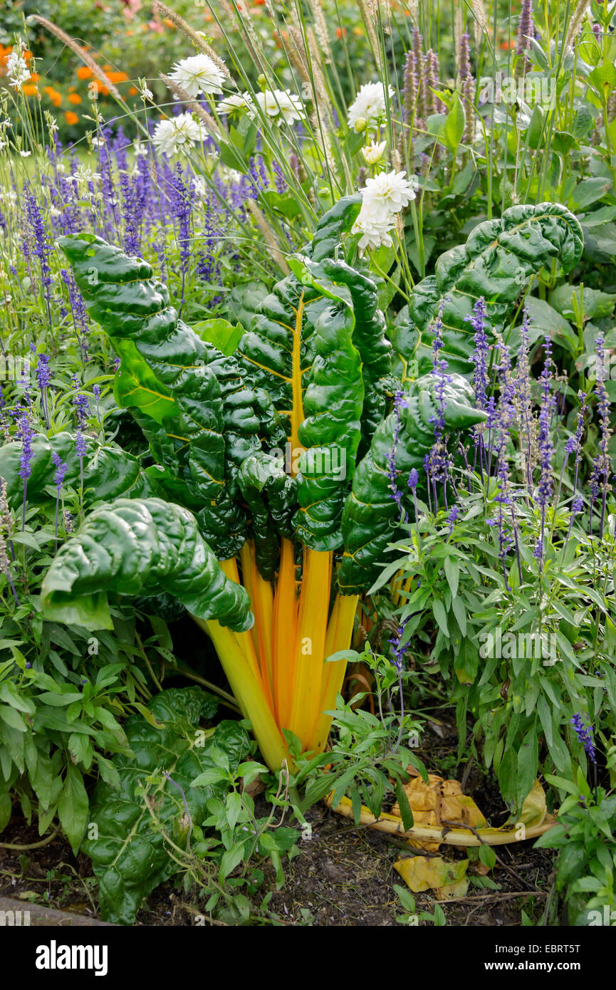 Foliage Beet, Chard, Swiss chard, Mangel (Beta vulgaris var. cicla ...