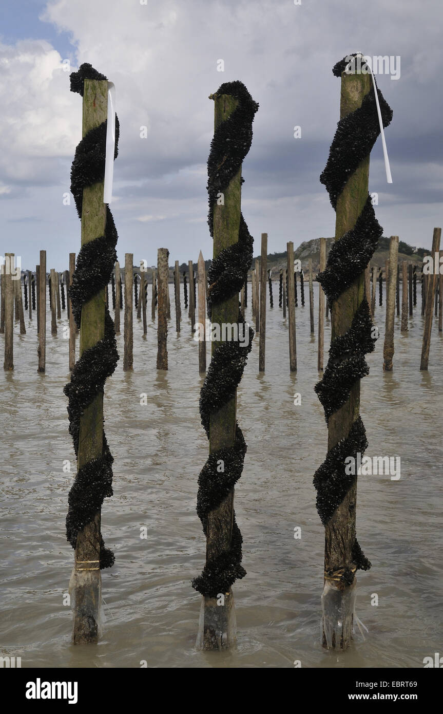 blue mussel, bay mussel, common mussel, common blue mussel (Mytilus ...