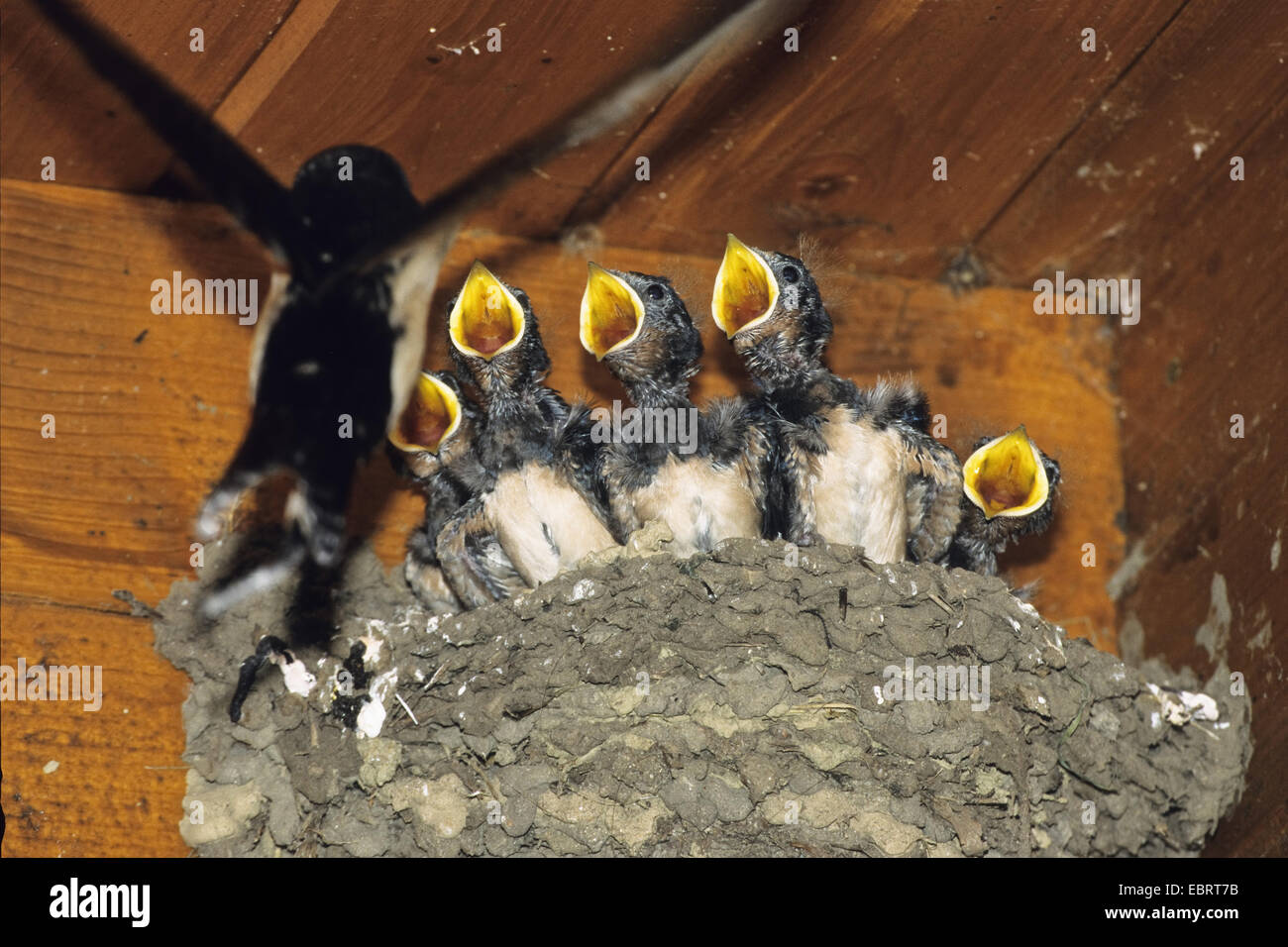 barn swallow (Hirundo rustica), young Swallows in the nest are feeded ...