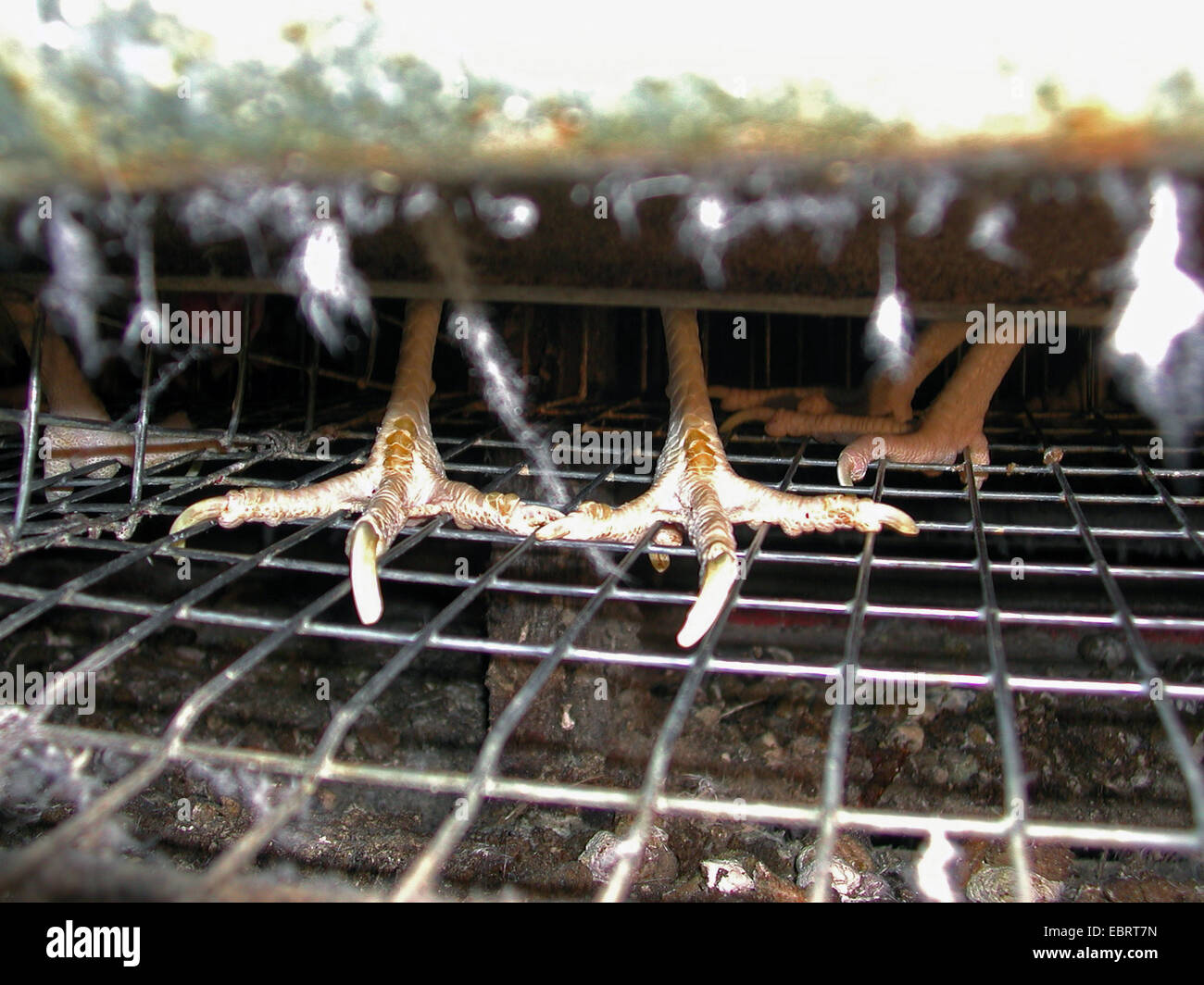 domestic fowl (Gallus gallus f. domestica), claws of laying hen on grid ...