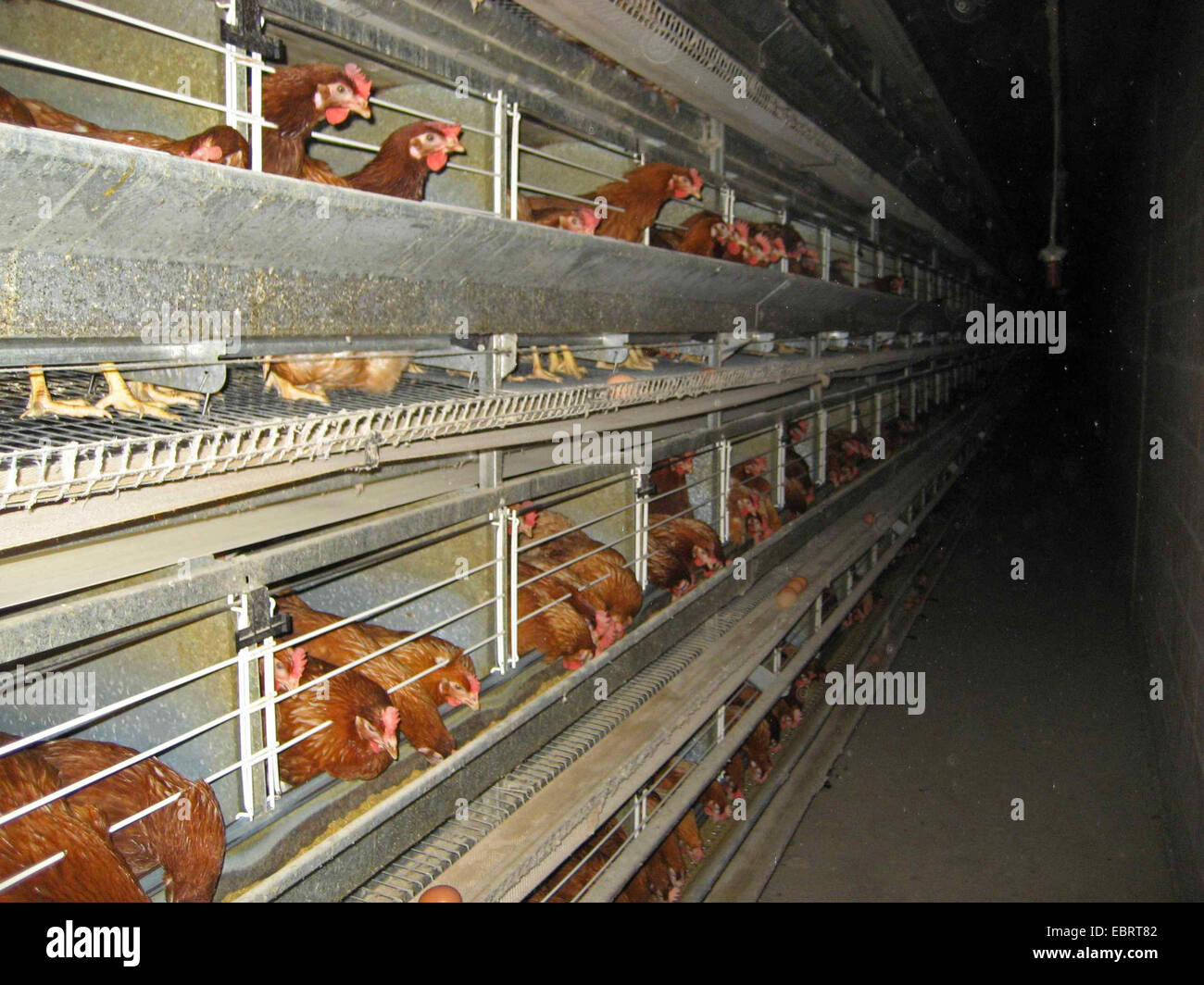 Laying hens in battery farm hi-res stock photography and images - Alamy