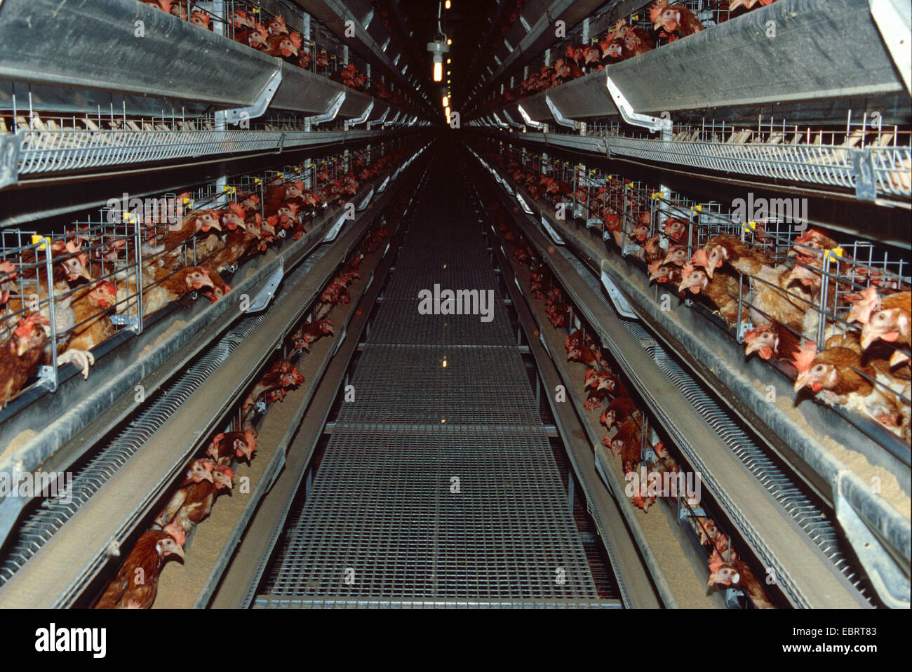 Battery hens hi-res stock photography and images - Alamy